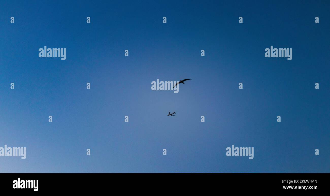 Plane with bird wings hi-res stock photography and images - Alamy
