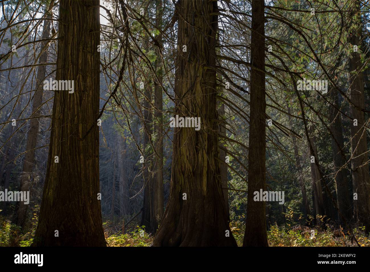 Settlers Grove of Ancient Cedars is a North Idaho forest with trees ...
