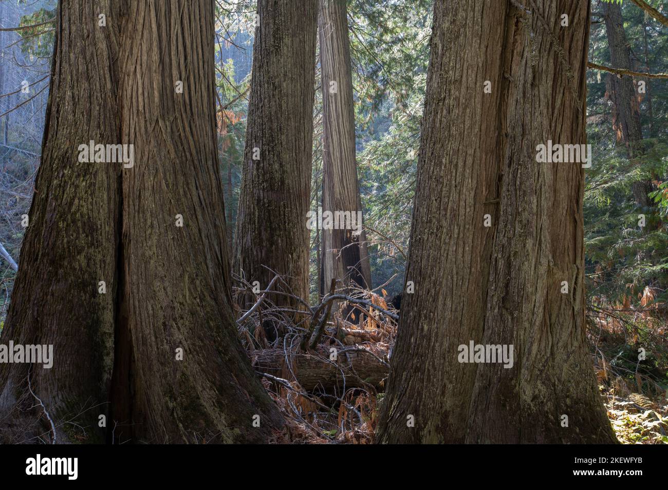 Settlers Grove of Ancient Cedars is a North Idaho forest with trees ...
