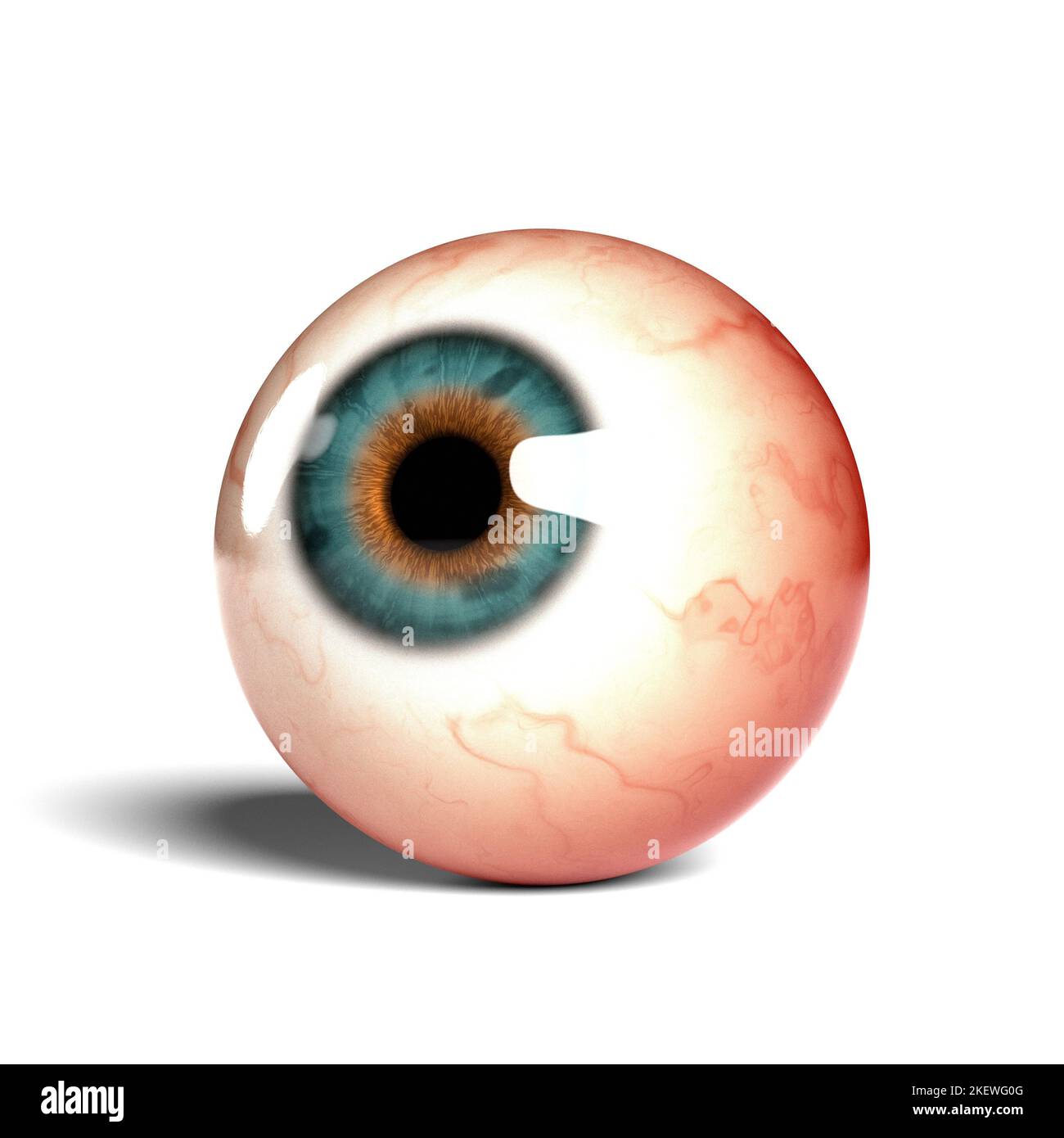Side view of realistic human eyeball isolated on wihte background, 3D ...