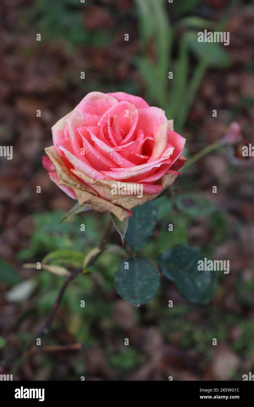 Pink rose captured on a rainy day in a local garden Stock Photo - Alamy