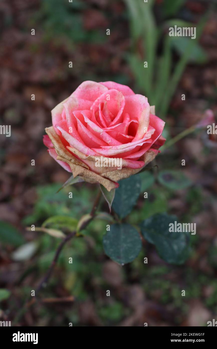 Pink rose captured on a rainy day in a local garden Stock Photo - Alamy