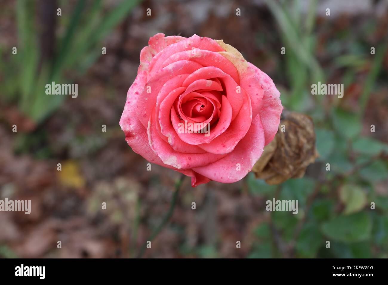 Pink rose captured on a rainy day in a local garden Stock Photo - Alamy