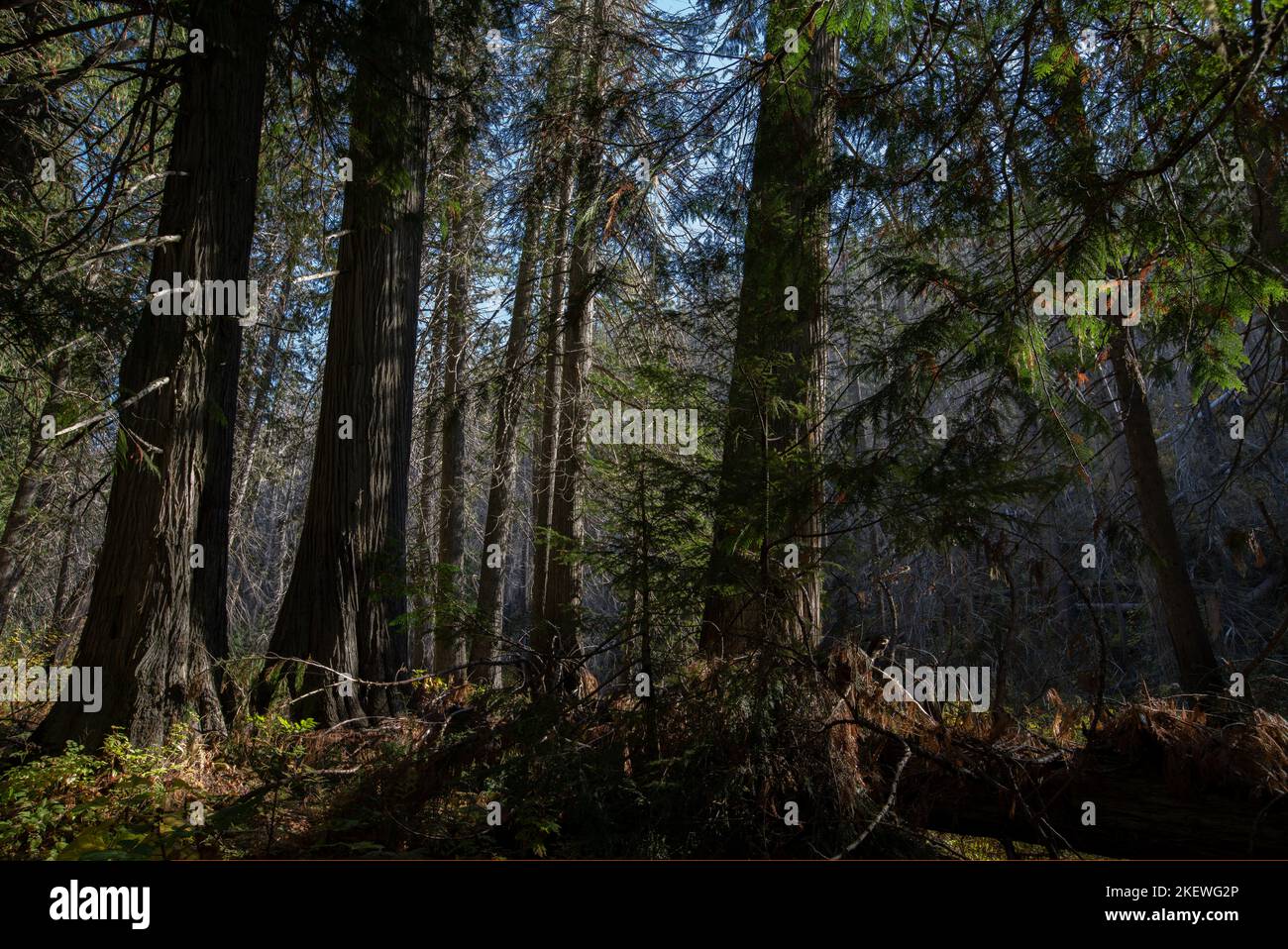 Settlers Grove of Ancient Cedars is a North Idaho forest with trees ...