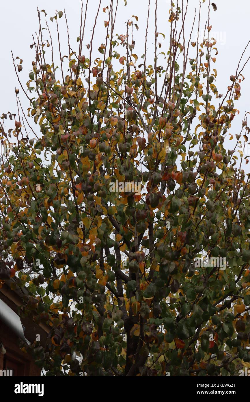 Old cherry tree in autumn leaves hi-res stock photography and images ...