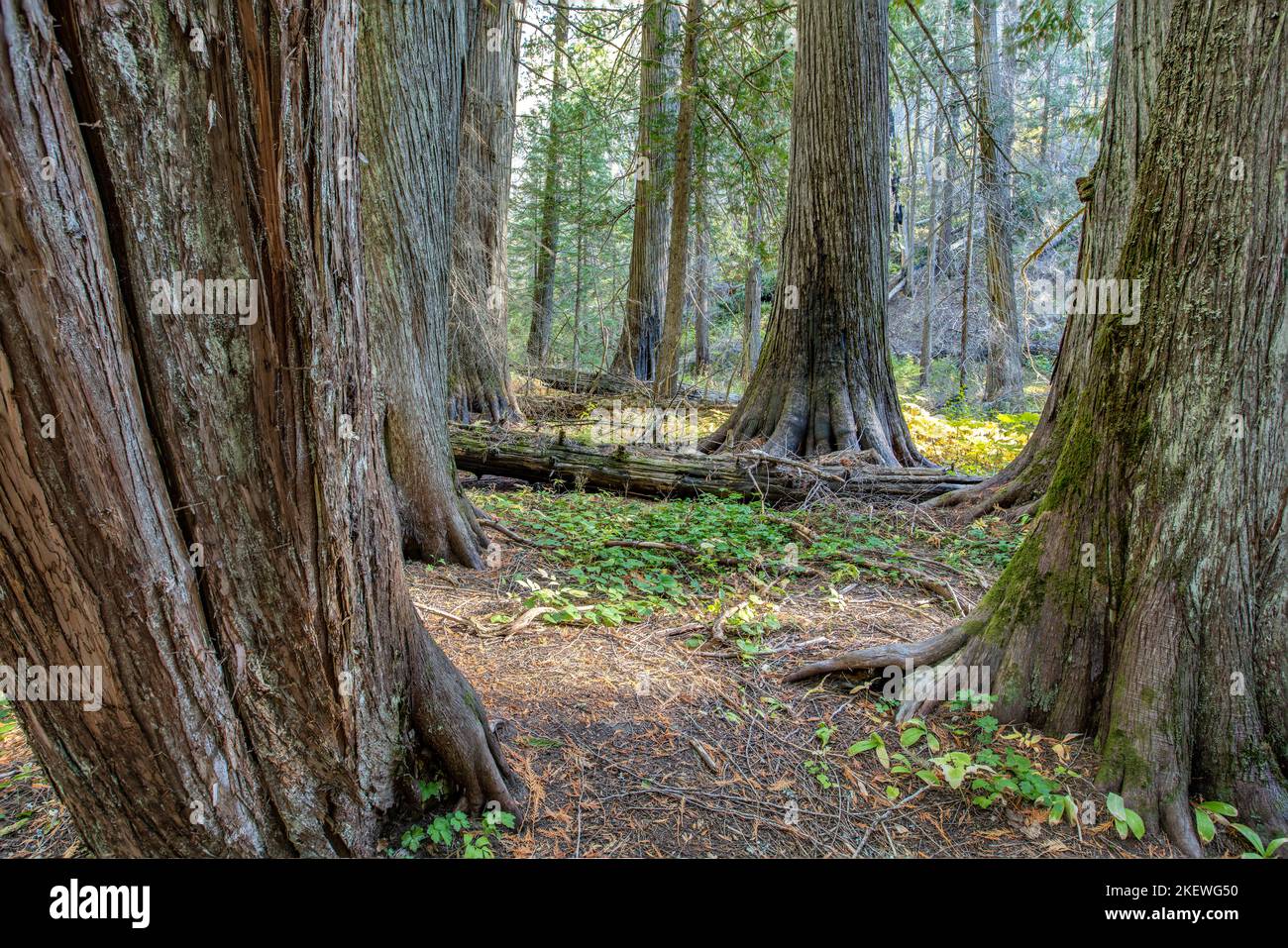 Settlers Grove of Ancient Cedars is a North Idaho forest with trees ...