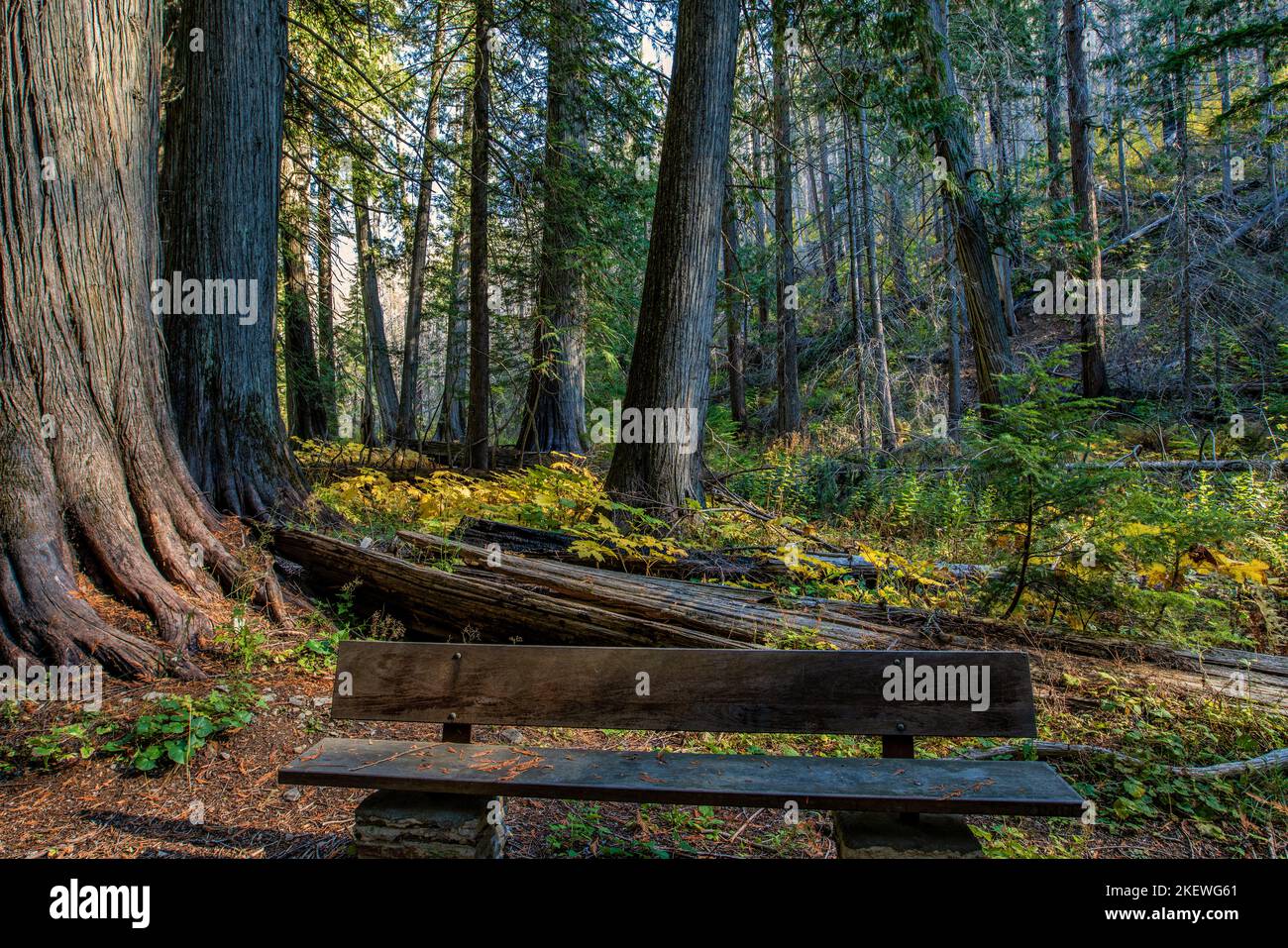 Settlers Grove of Ancient Cedars is a North Idaho forest with trees ...