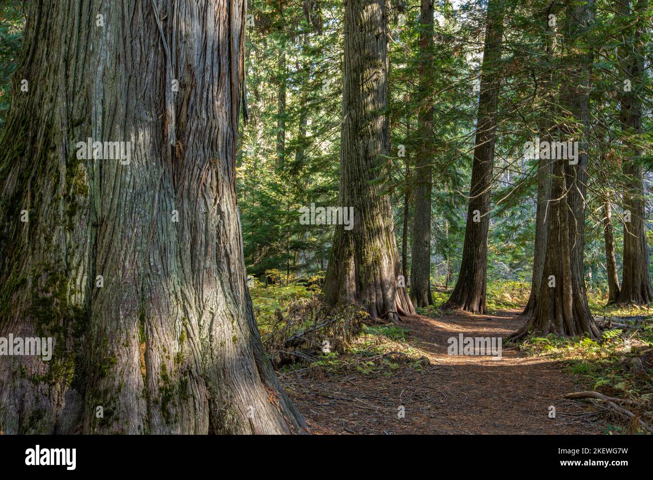 Settlers Grove of Ancient Cedars is a North Idaho forest with trees ...