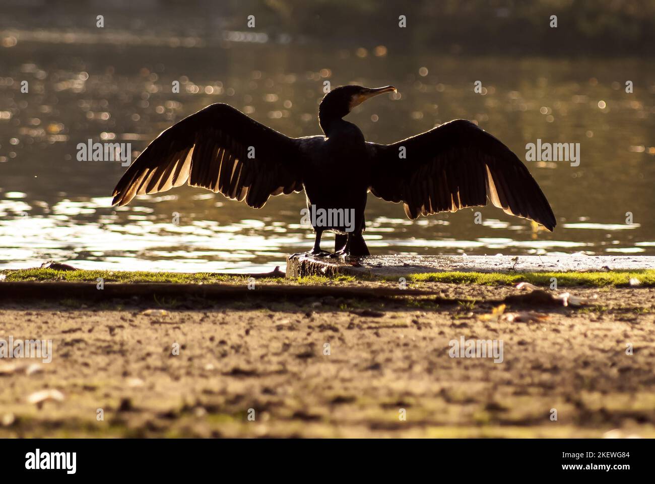 Wildlifepark hi-res stock photography and images - Alamy