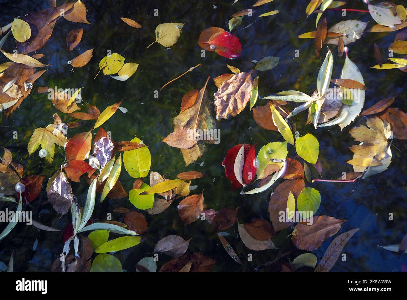 Various colored autumn leaves floating on the water surface. Colorful leaves wallpaper Stock ...
