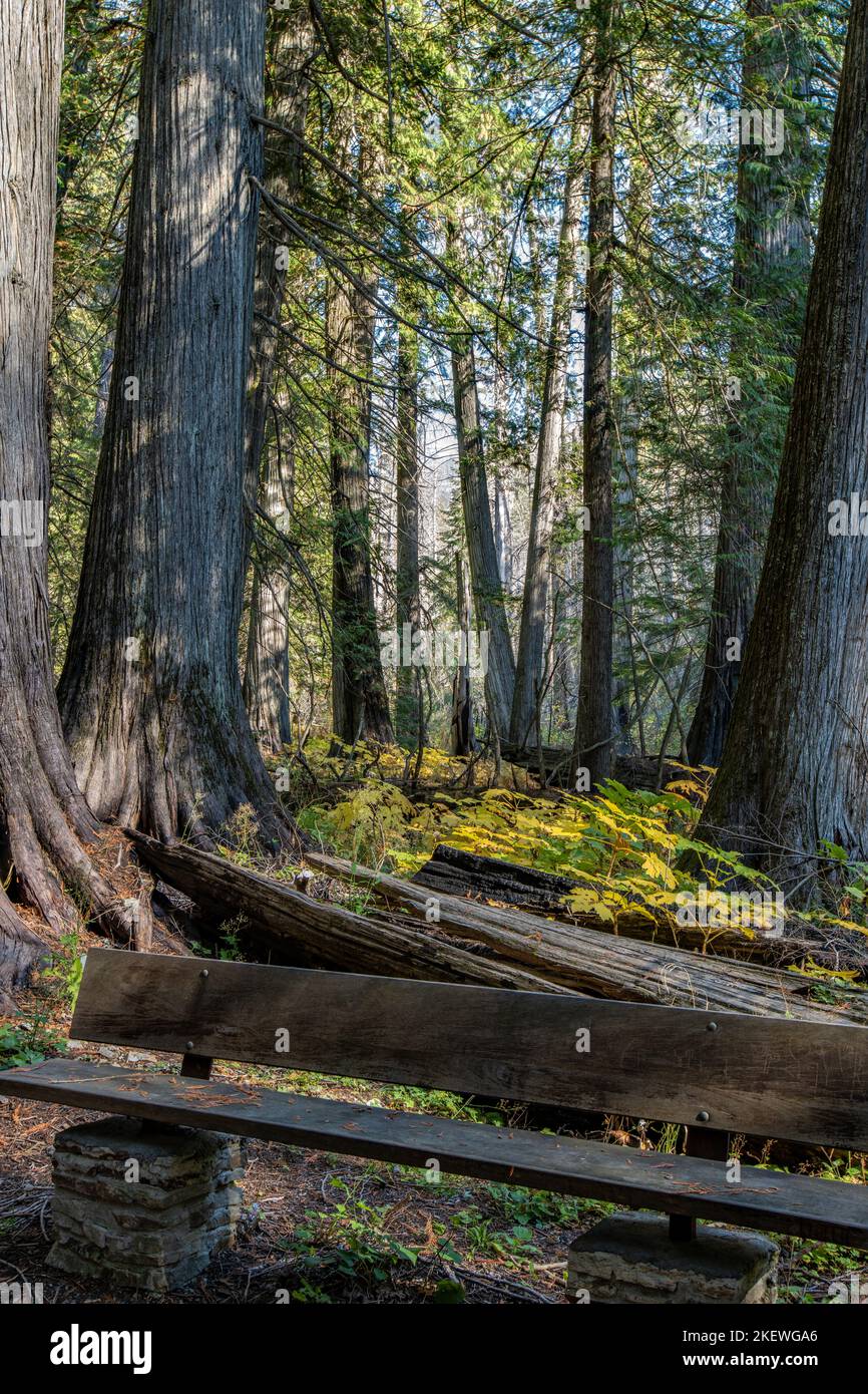 Settlers Grove of Ancient Cedars is a North Idaho forest with trees ...