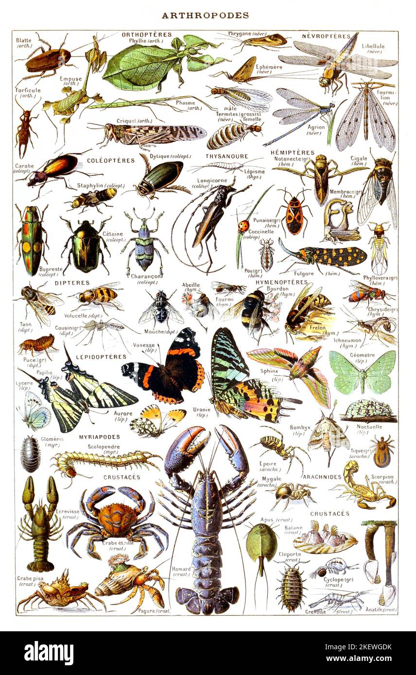 Animal art paint Cut Out Stock Images & Pictures - Alamy