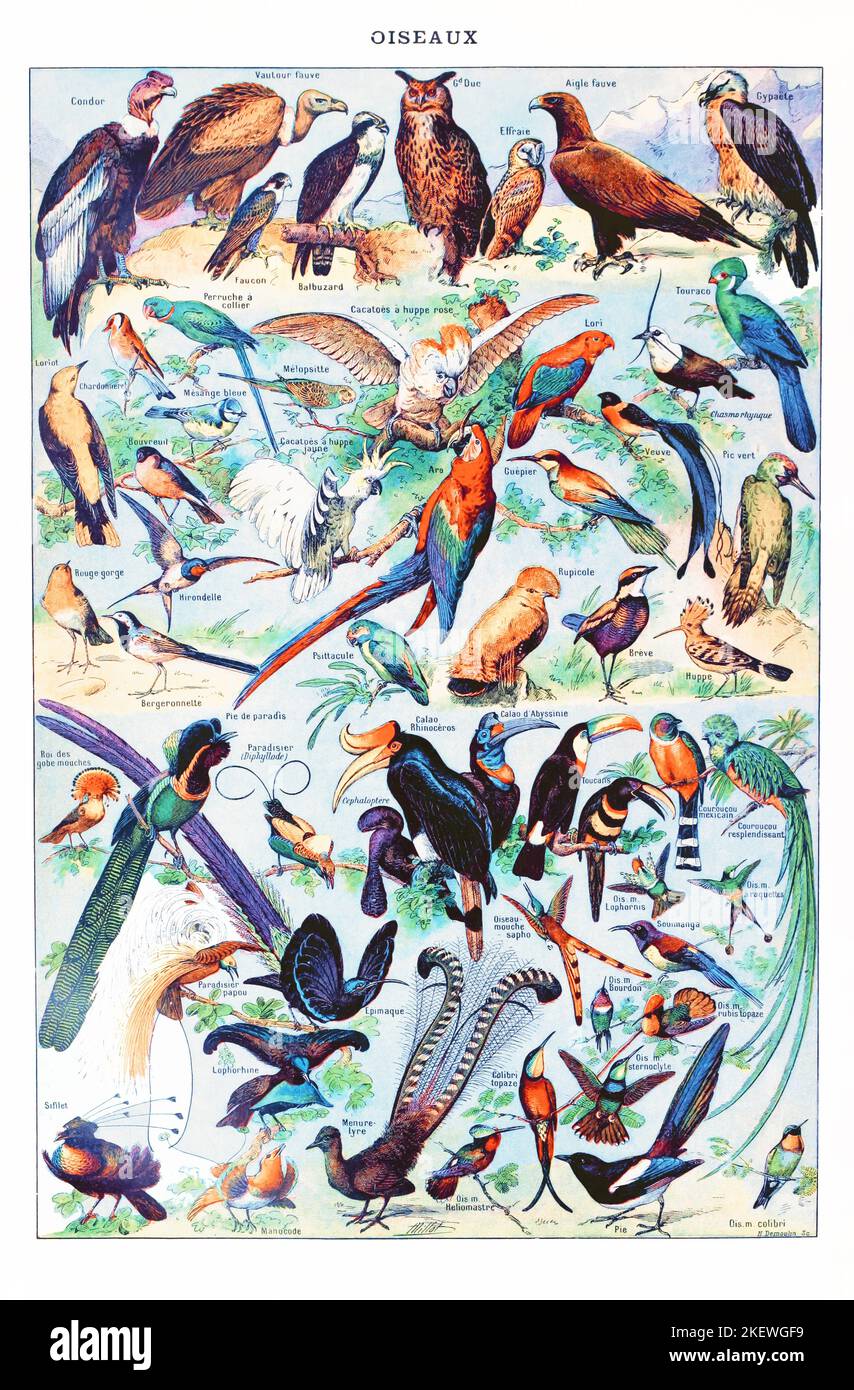 Animal art paint Cut Out Stock Images & Pictures - Alamy