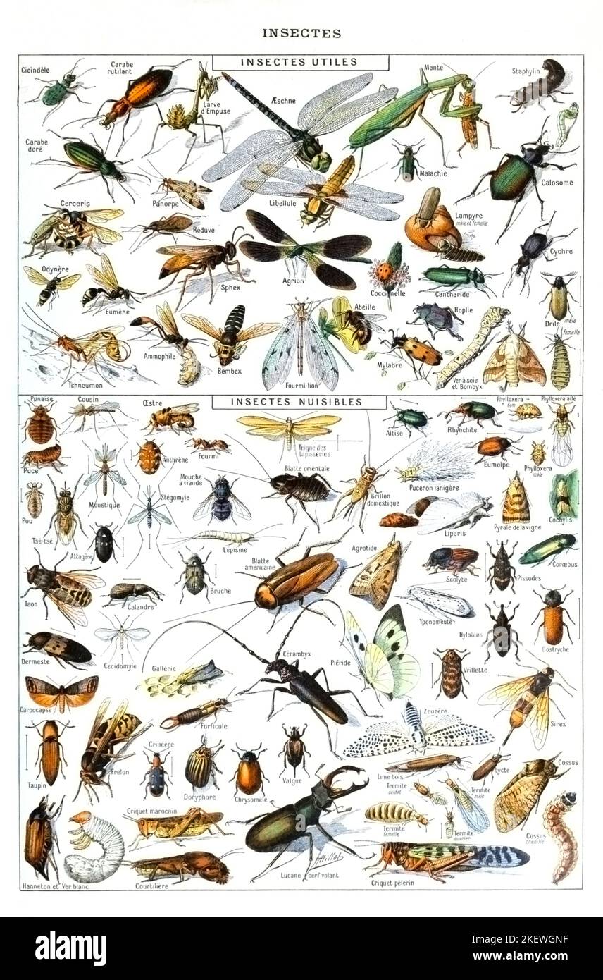 Draw bug and insect Cut Out Stock Images & Pictures - Alamy