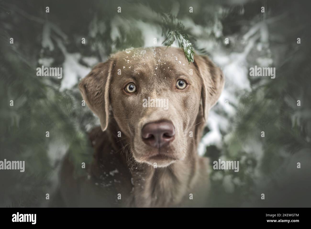 Charcoal labrador hi-res stock photography and images - Alamy