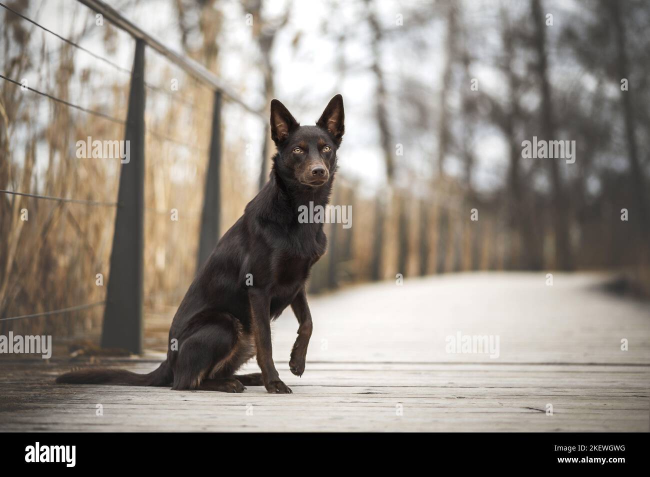 female Australian Kelpie Stock Photo - Alamy