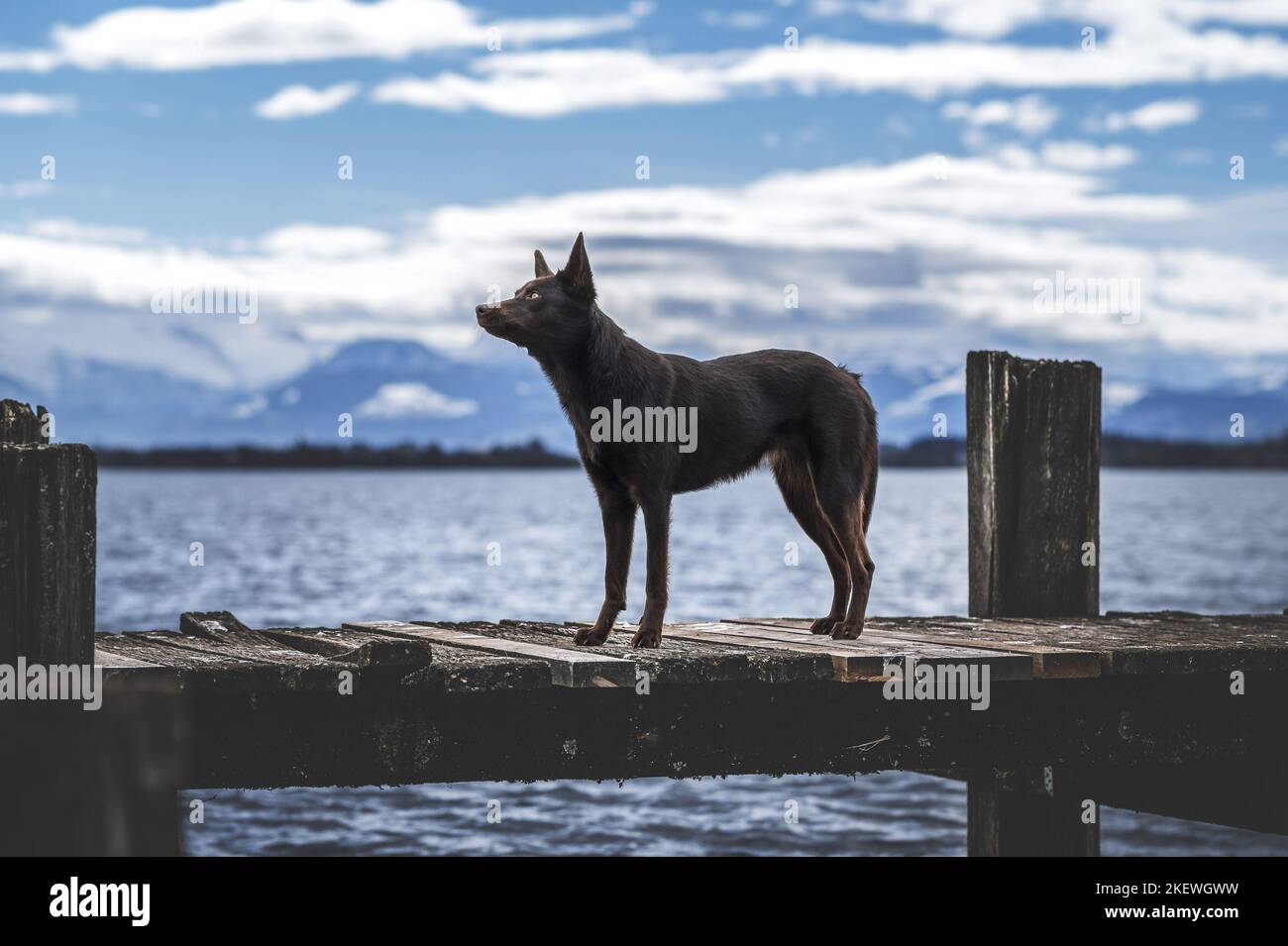 female Australian Kelpie Stock Photo - Alamy