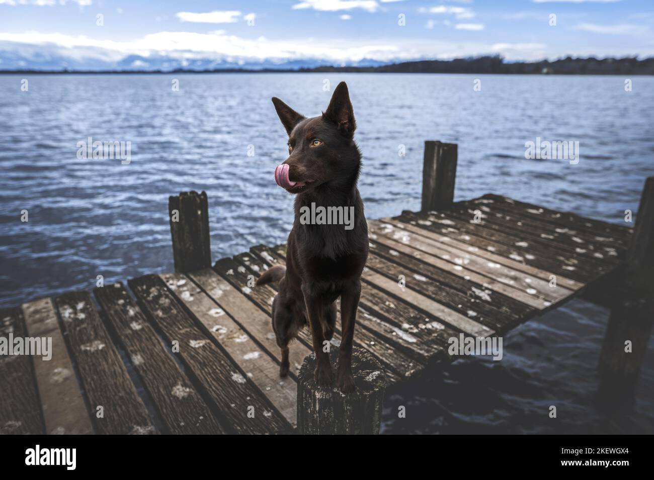 female Australian Kelpie Stock Photo - Alamy