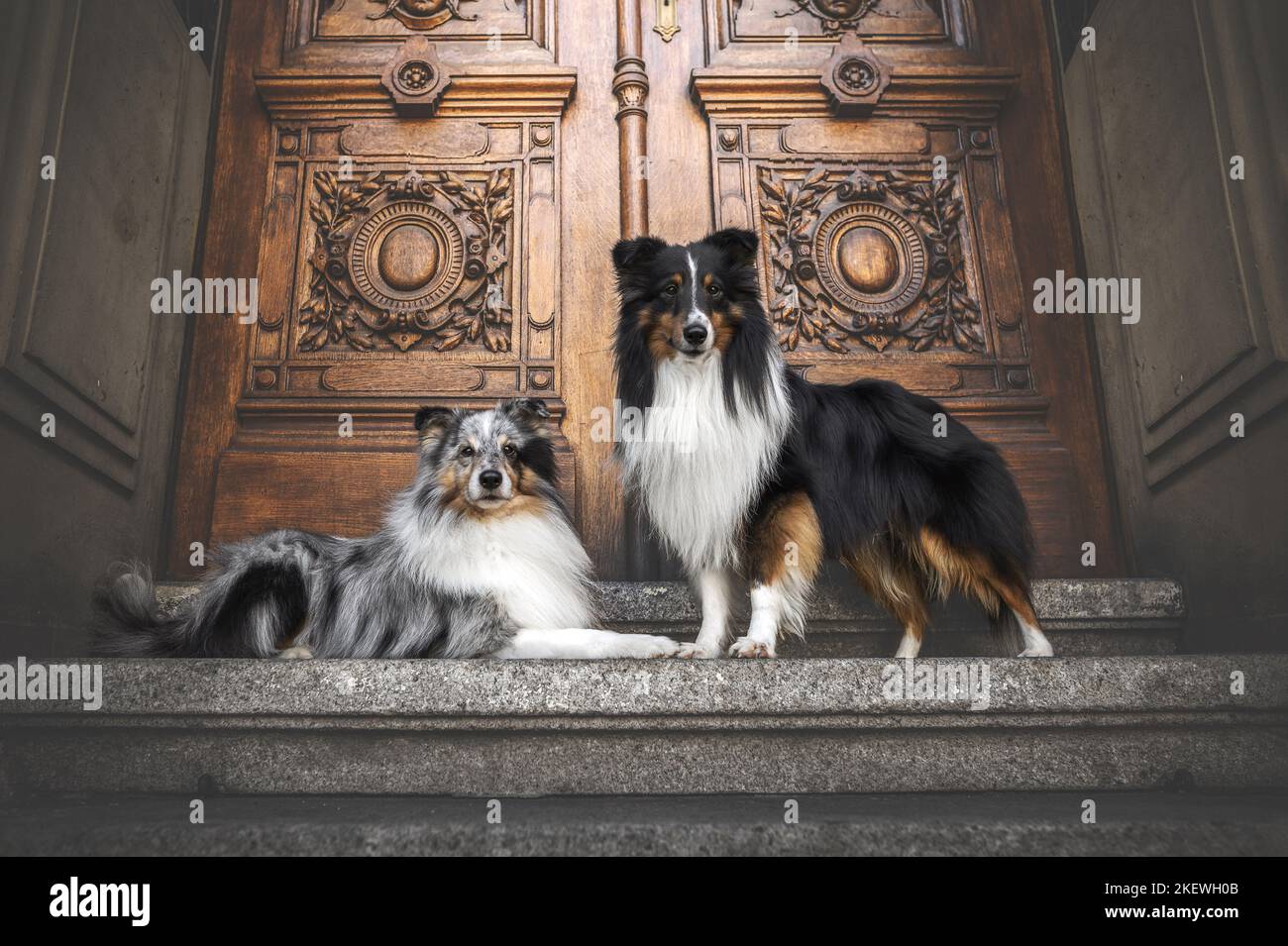 Two shelties shetland sheepdogs standing hi-res stock photography and ...