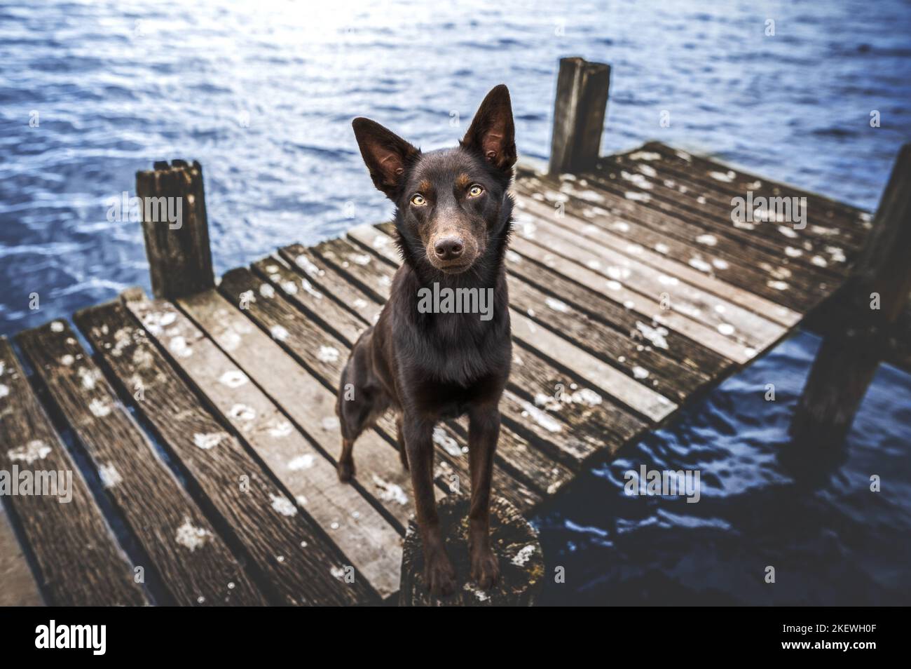 female Australian Kelpie Stock Photo - Alamy
