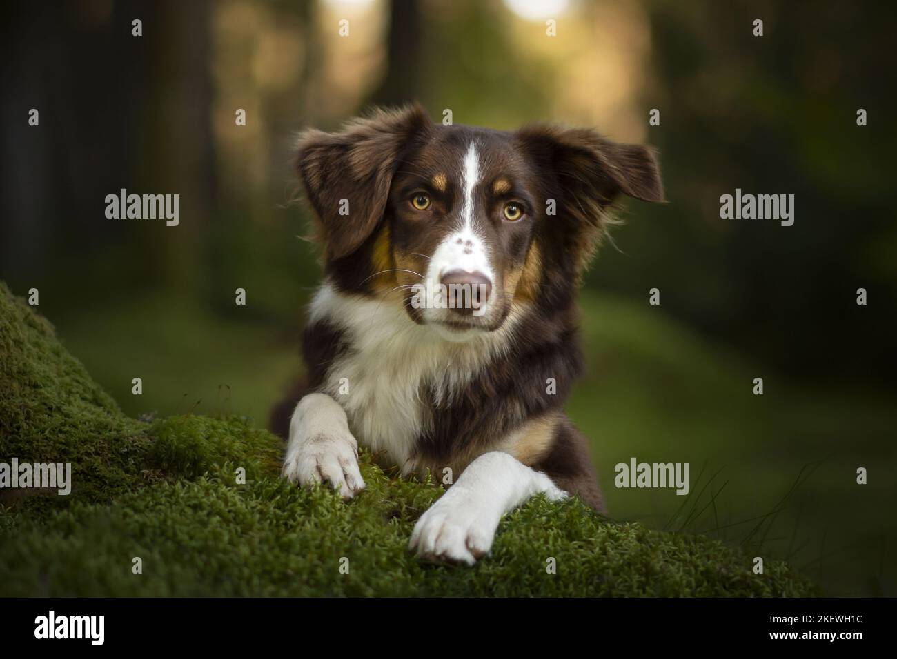 male Border Collie Stock Photo - Alamy