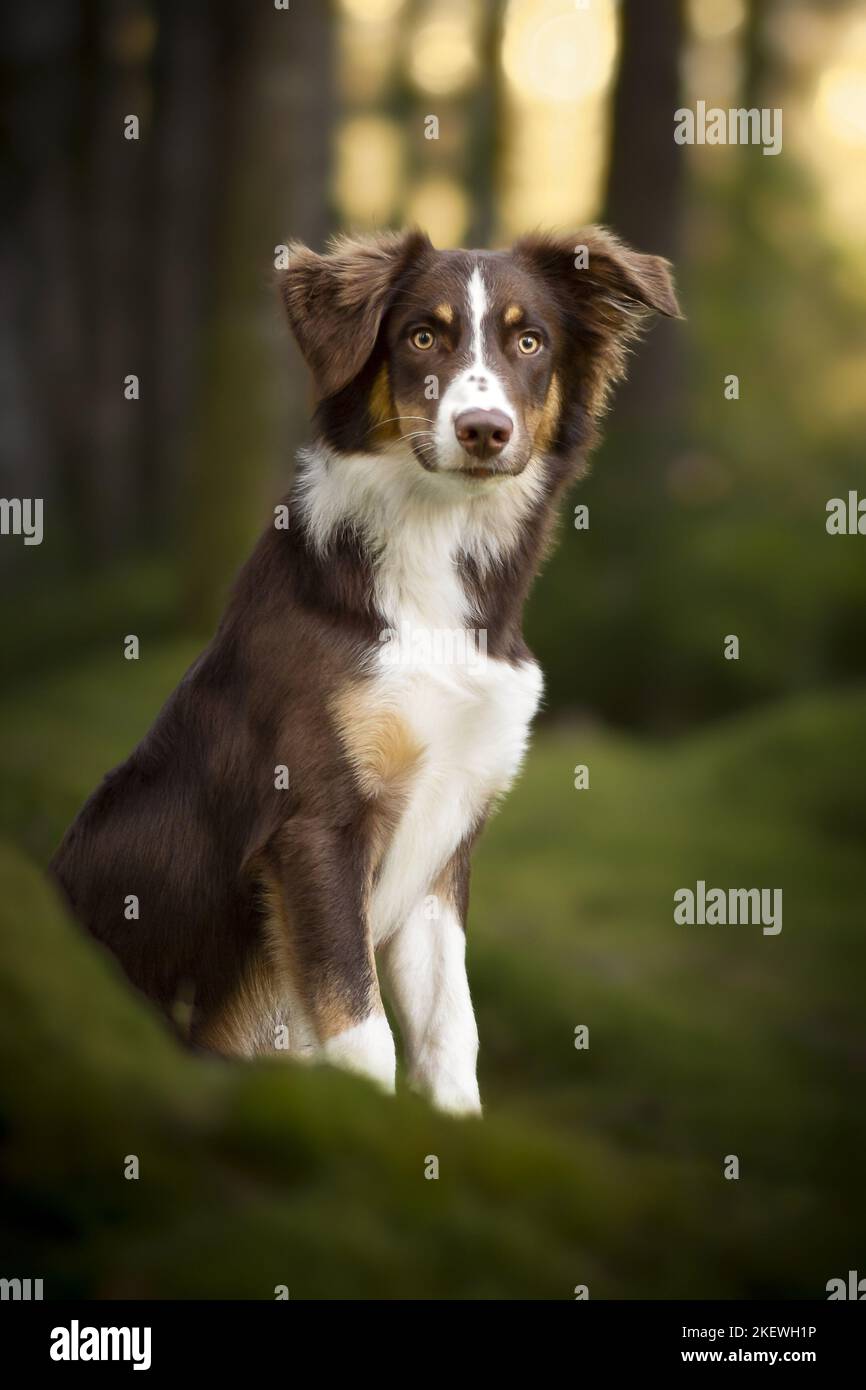 male Border Collie Stock Photo - Alamy