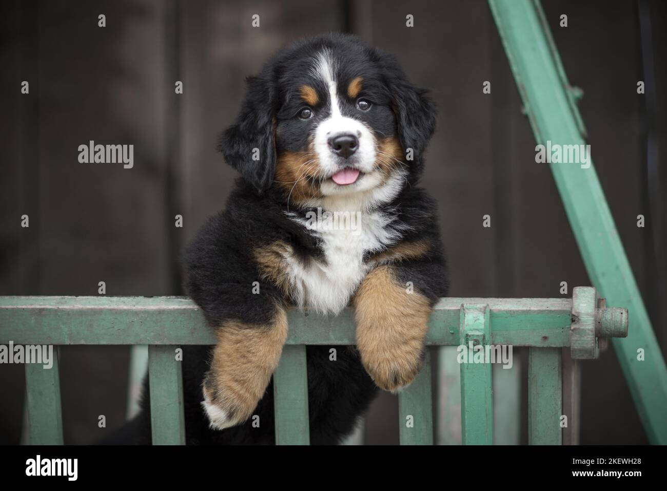 Bernese mountain dog paw hi-res stock photography and images - Alamy