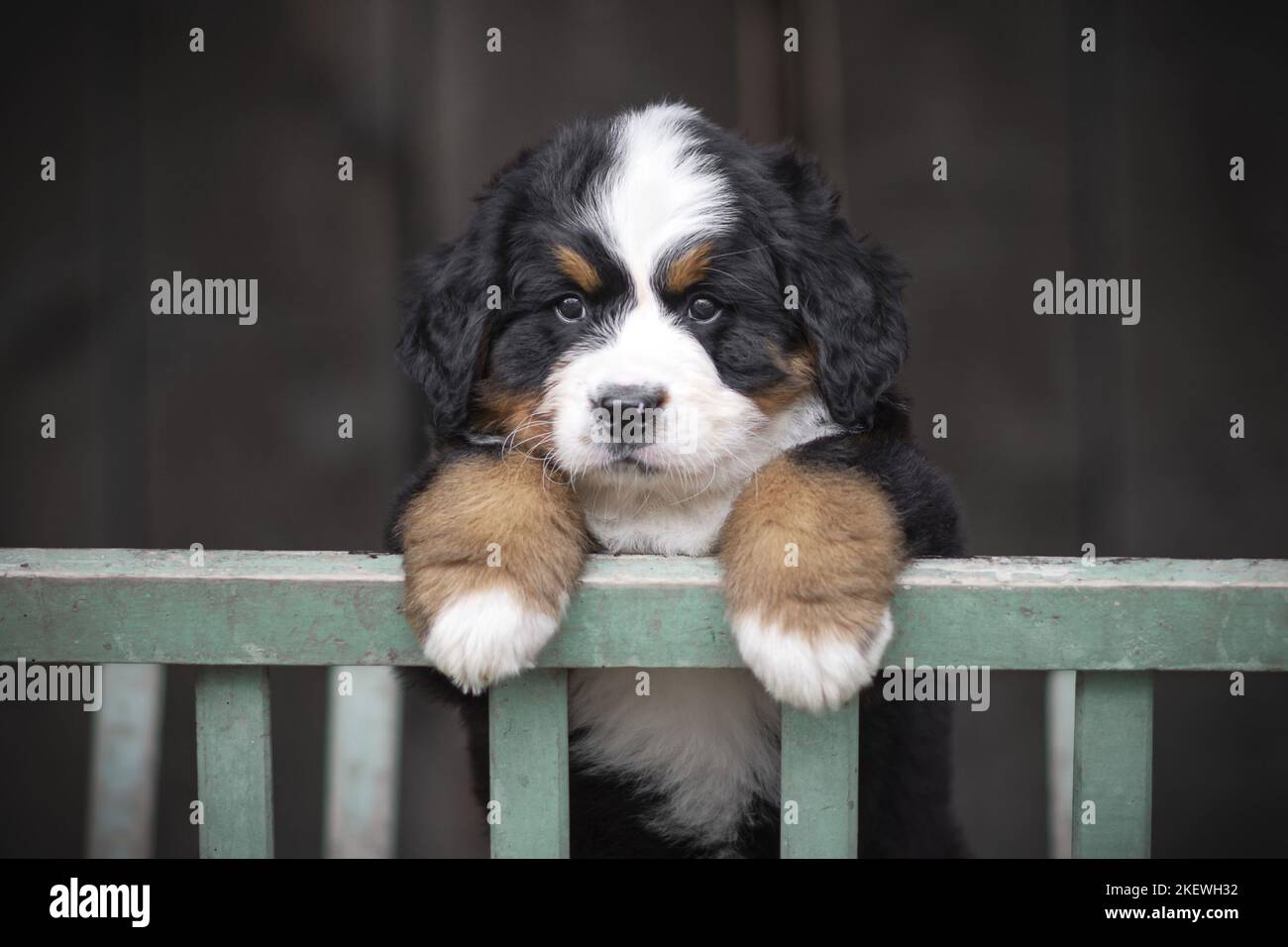 Bernese mountain dog paw hi-res stock photography and images - Alamy