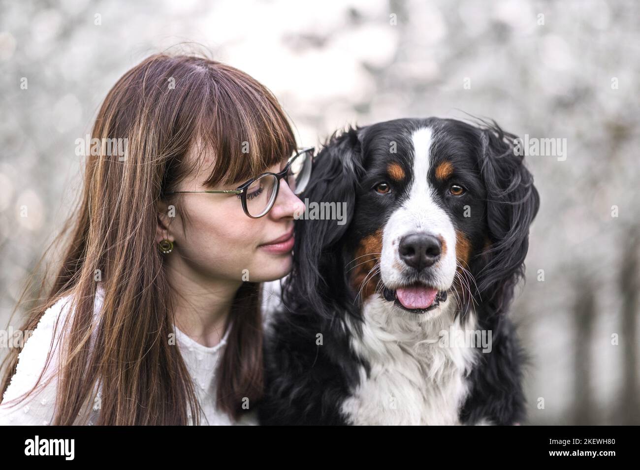 female Bernese Mountain Dog Stock Photo - Alamy