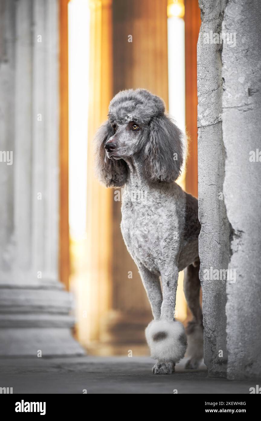Male giant poodle hi-res stock photography and images - Alamy