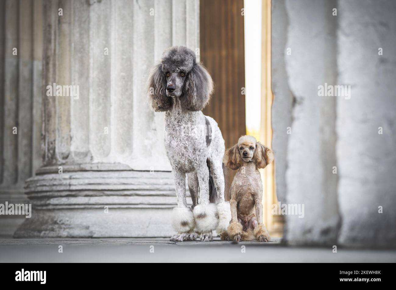 Apricot giant poodle dog sitting hi-res stock photography and images ...