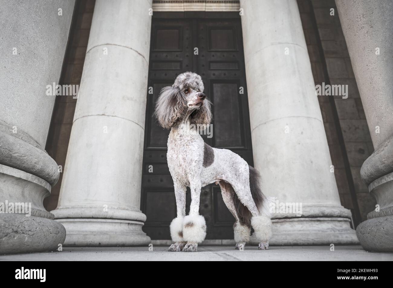 male Giant Poodle Stock Photo - Alamy