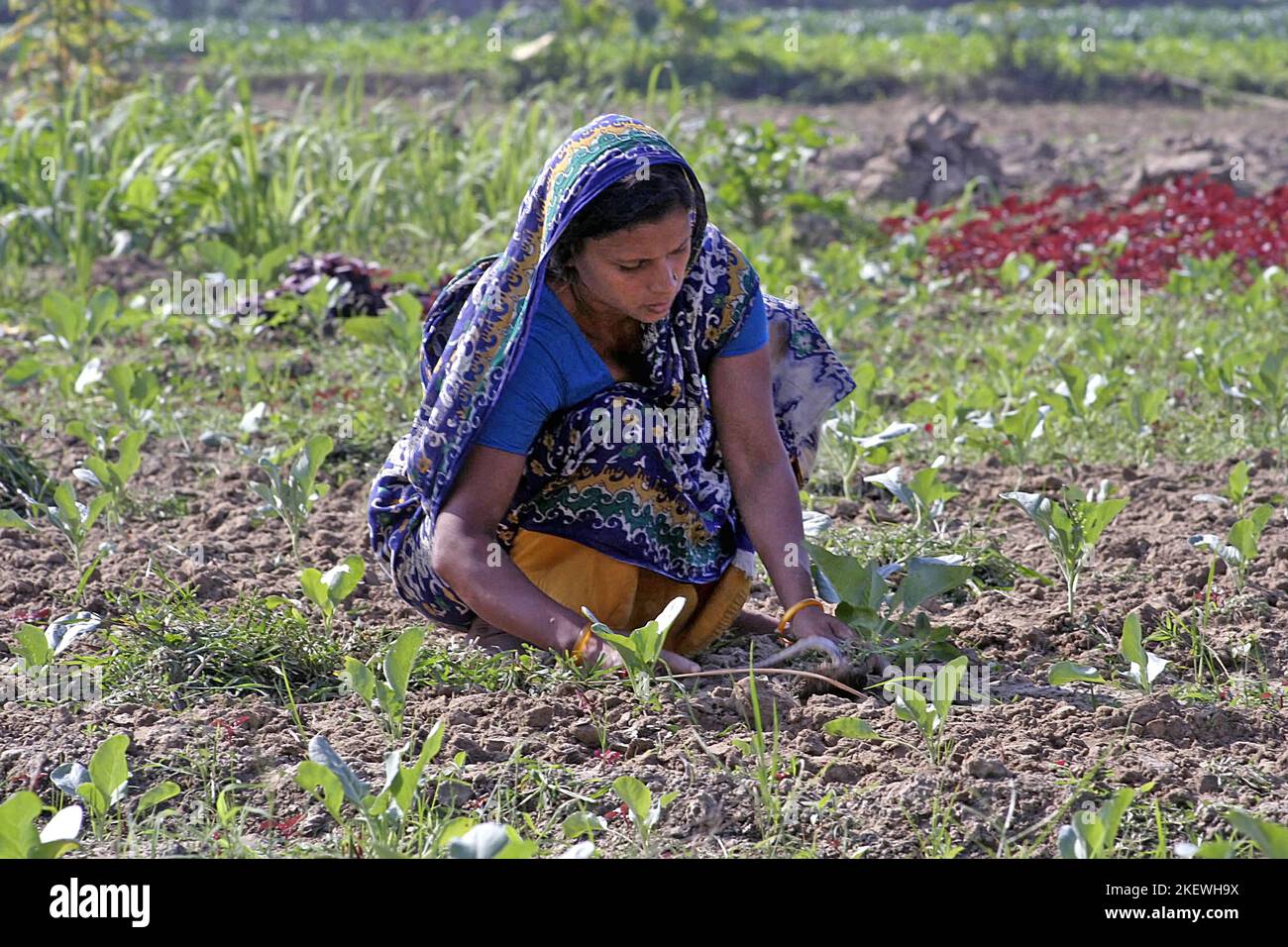 A rural female farmer working at a agriculture field. Khulna ...