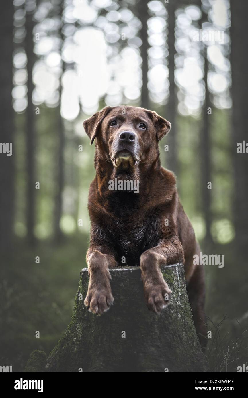 male Labrador Retriever Stock Photo - Alamy