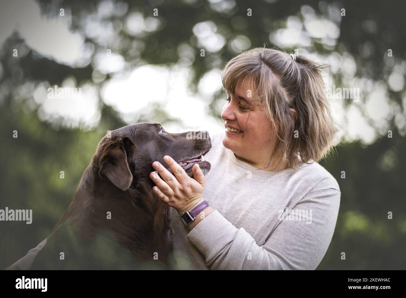 male Labrador Retriever Stock Photo - Alamy