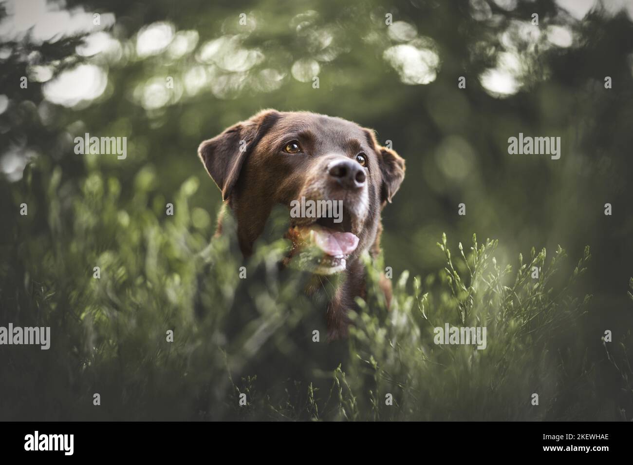 male Labrador Retriever Stock Photo - Alamy