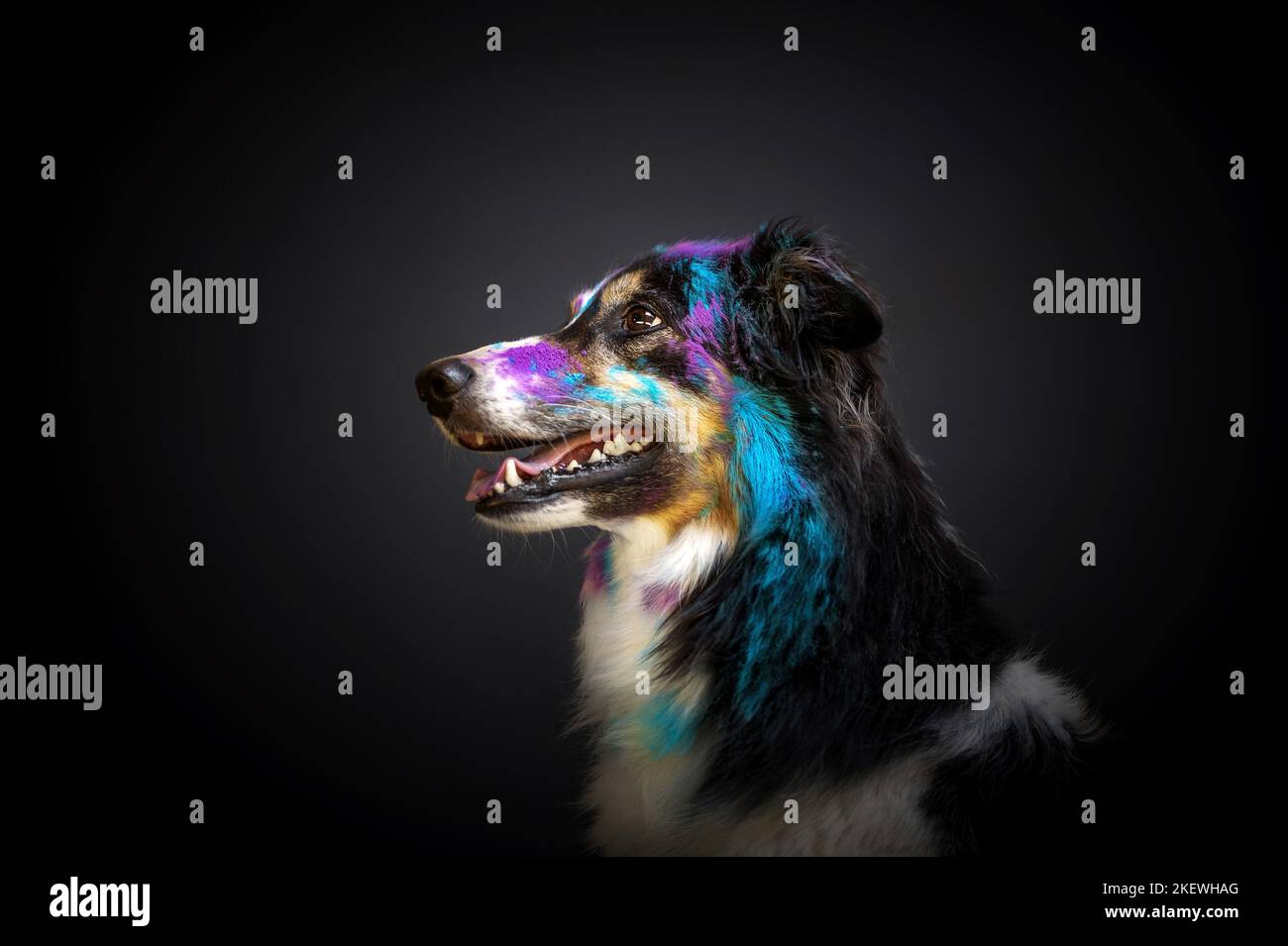 Border Collie Portrait Stock Photo - Alamy