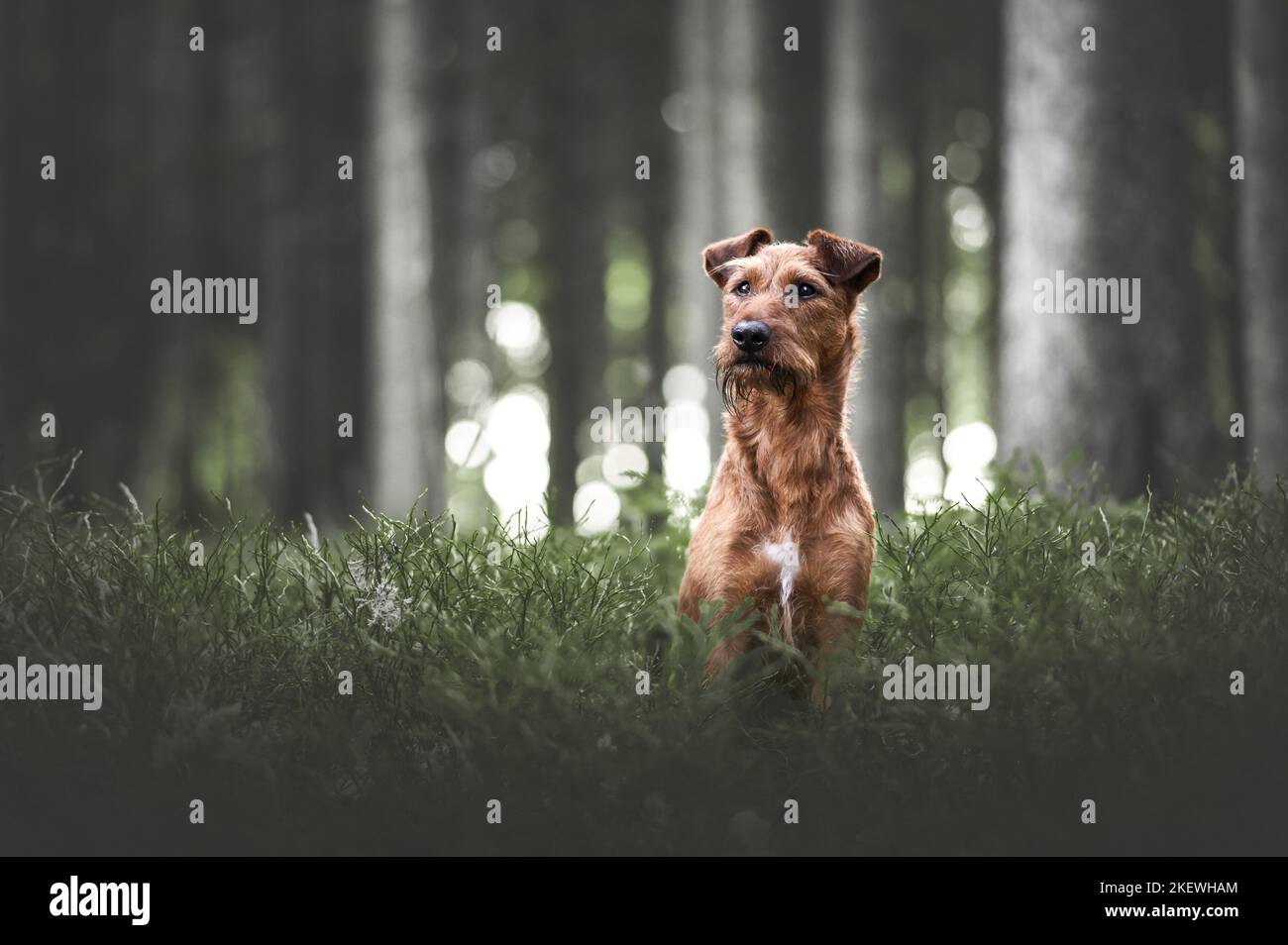 Male irish terrier hi-res stock photography and images - Alamy