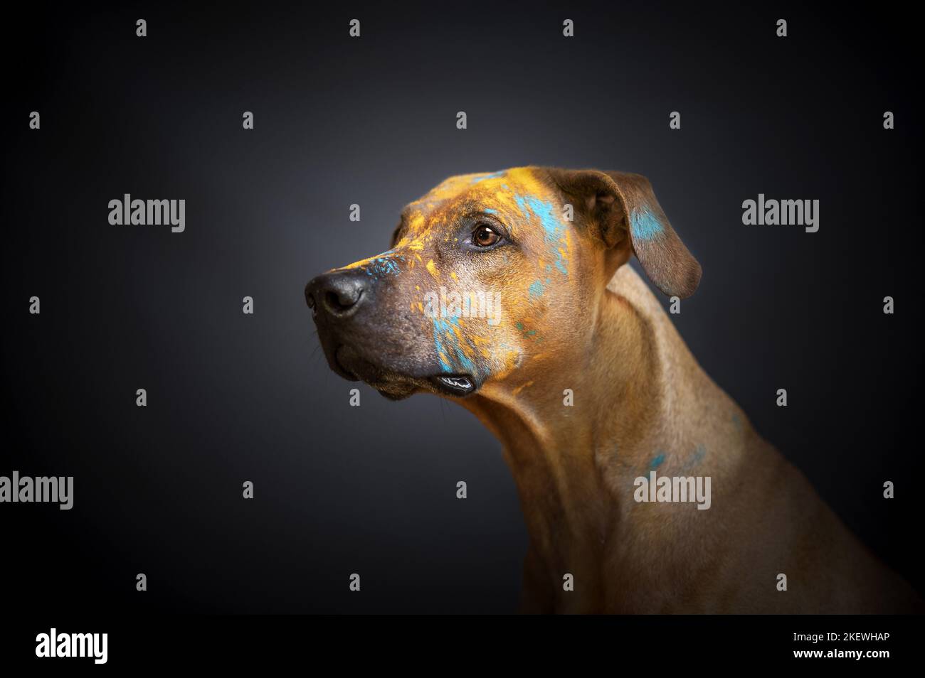 male Rhodesian Ridgeback Stock Photo - Alamy