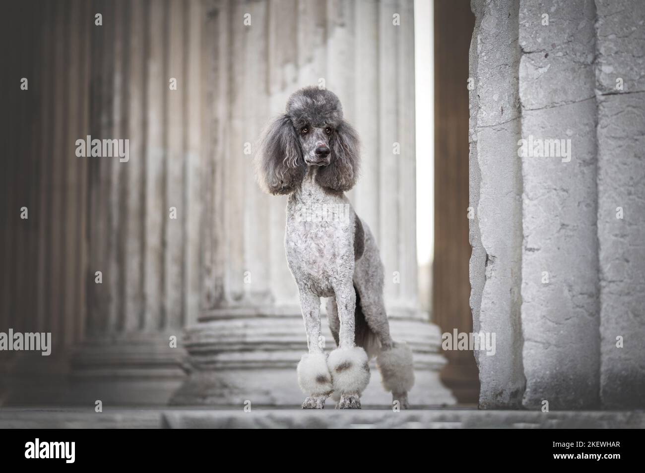 male Giant Poodle Stock Photo - Alamy