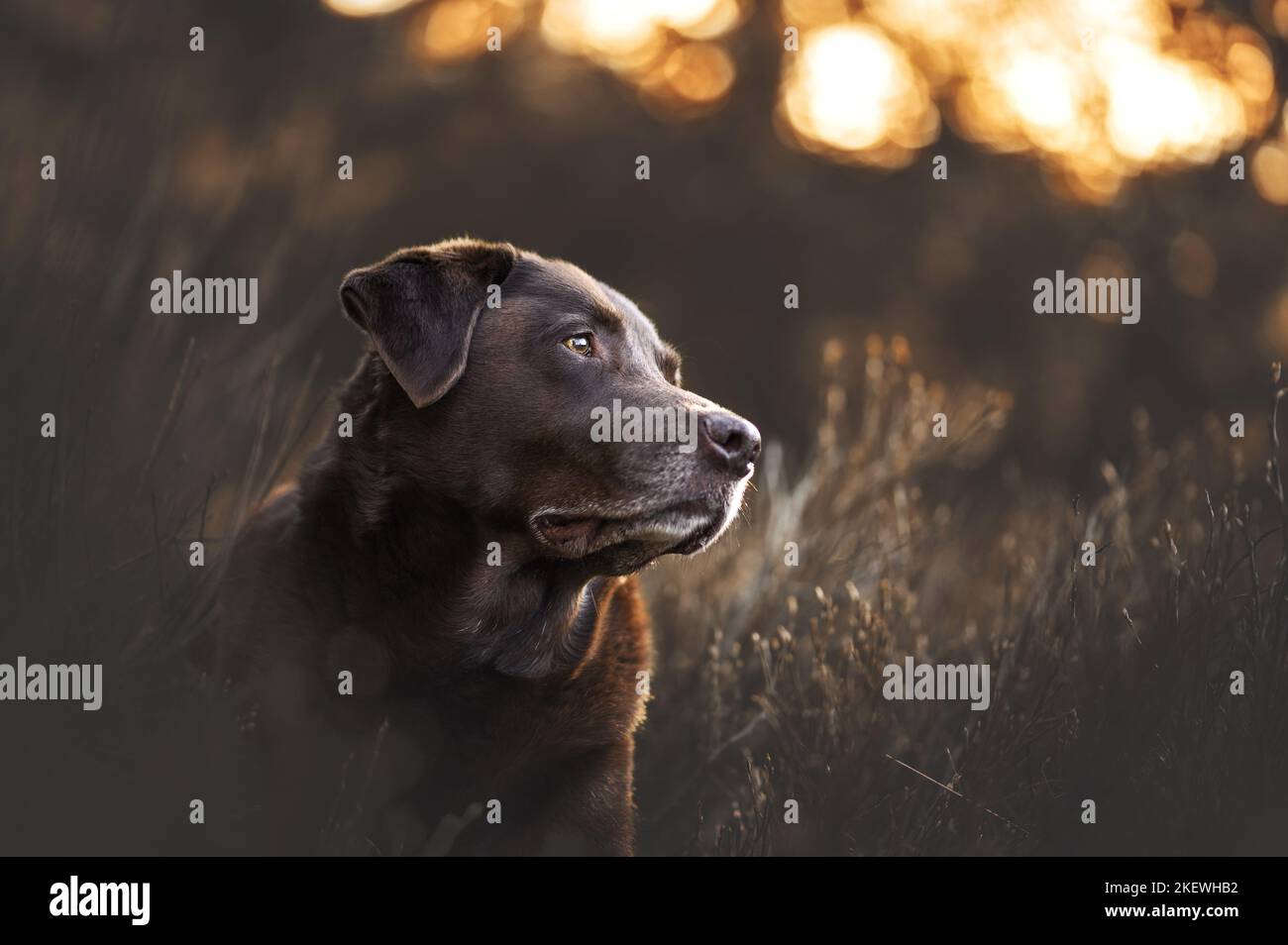 male Labrador Retriever Stock Photo - Alamy