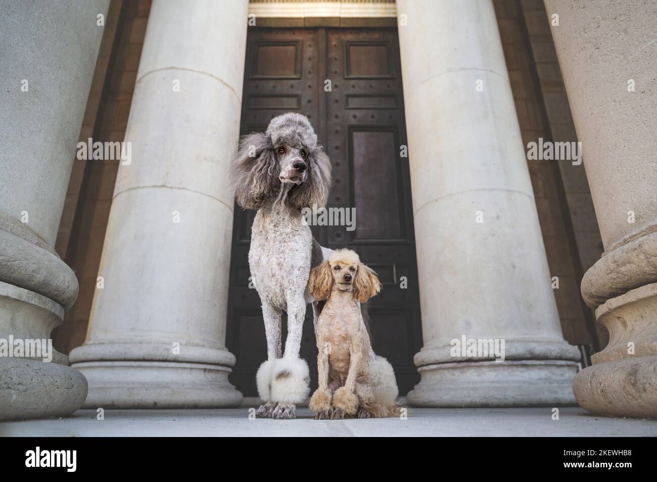 Two toy poodles hi-res stock photography and images - Alamy