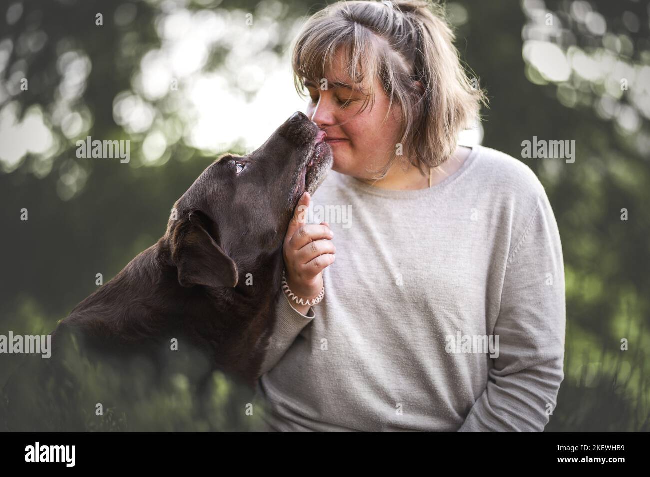 male Labrador Retriever Stock Photo - Alamy