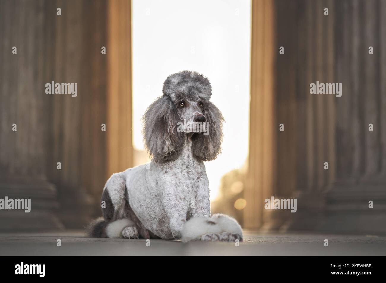 Male giant poodle hi-res stock photography and images - Alamy