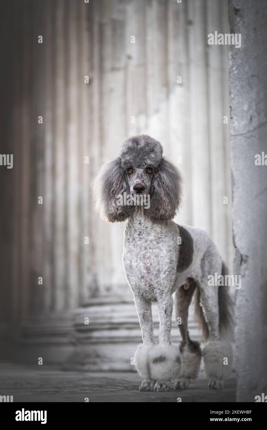 Male giant poodle hi-res stock photography and images - Alamy