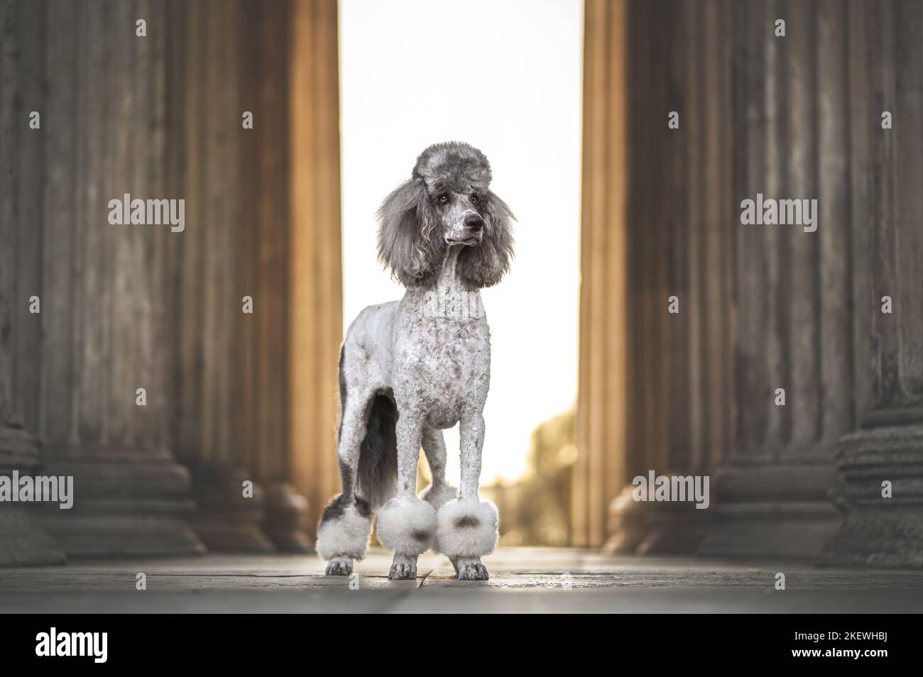 male Giant Poodle Stock Photo - Alamy