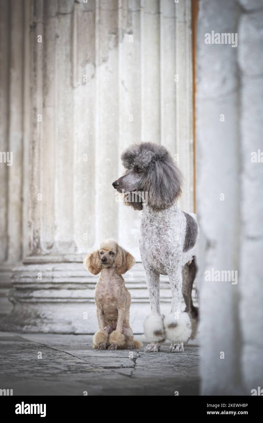 Two poodles side by side hi-res stock photography and images - Alamy