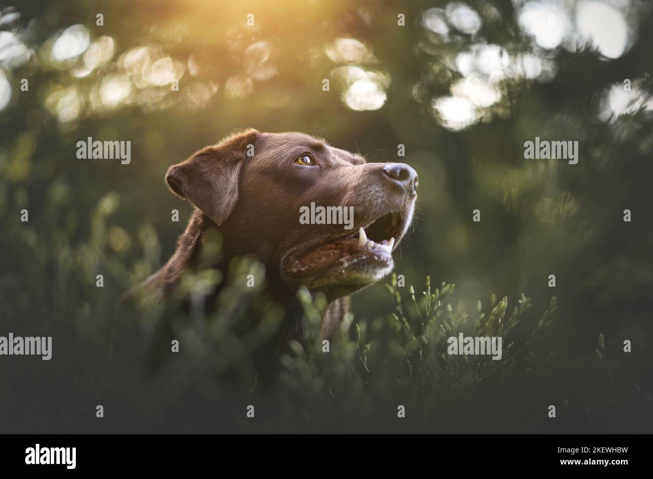 male Labrador Retriever Stock Photo - Alamy