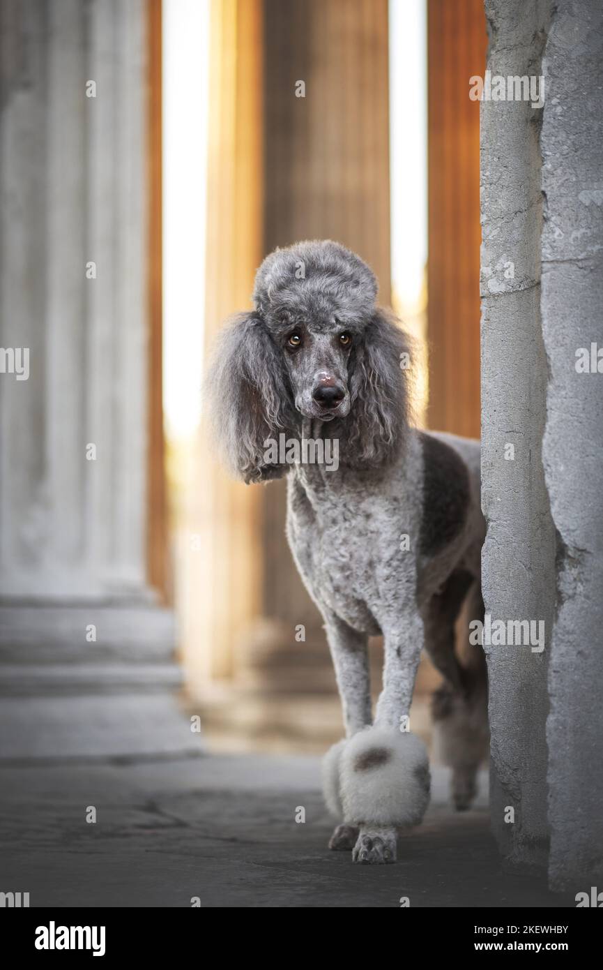 male Giant Poodle Stock Photo - Alamy
