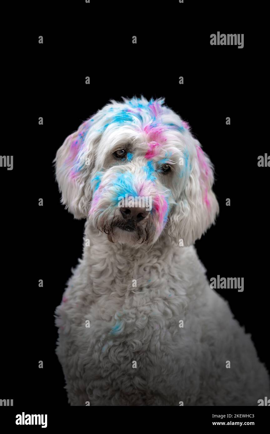 Male labradoodle hi-res stock photography and images - Alamy